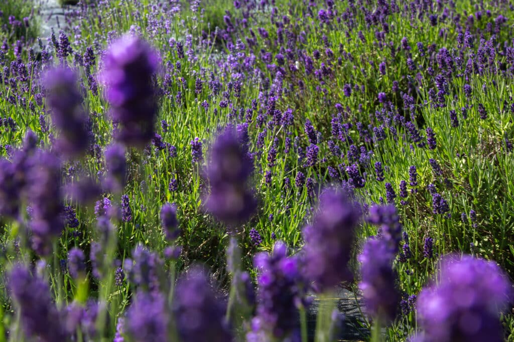 Peace Valley Lavender Farm's Peak Season Approaches - Bucks County Beacon
